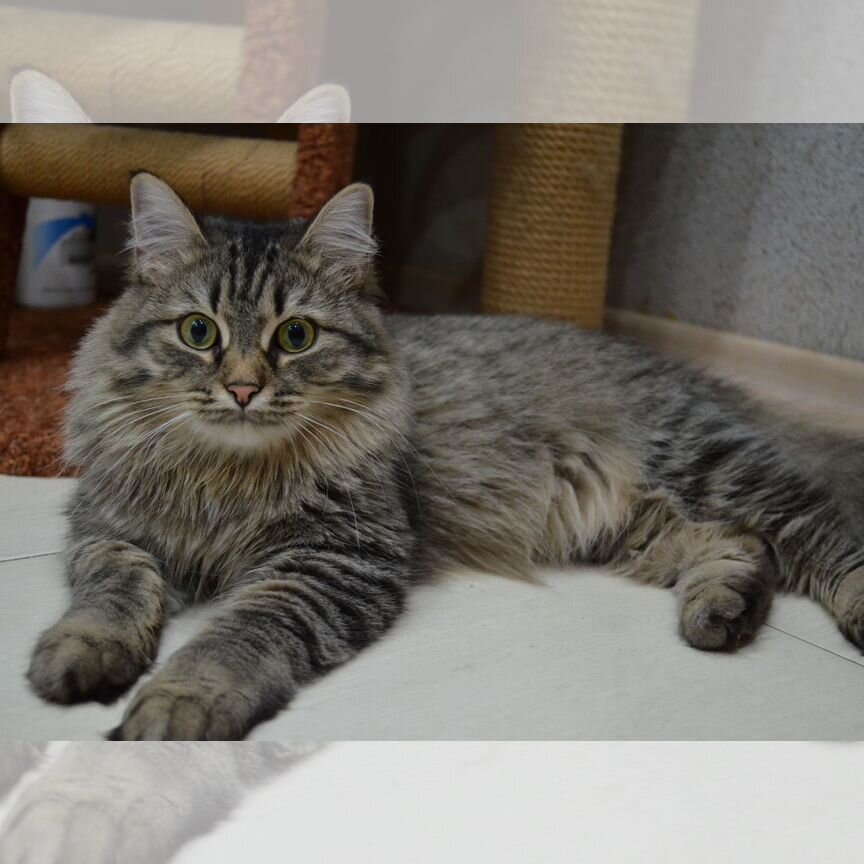 Сибирская, взрослая кошка
