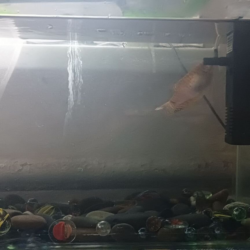 Аквариум с рыбками