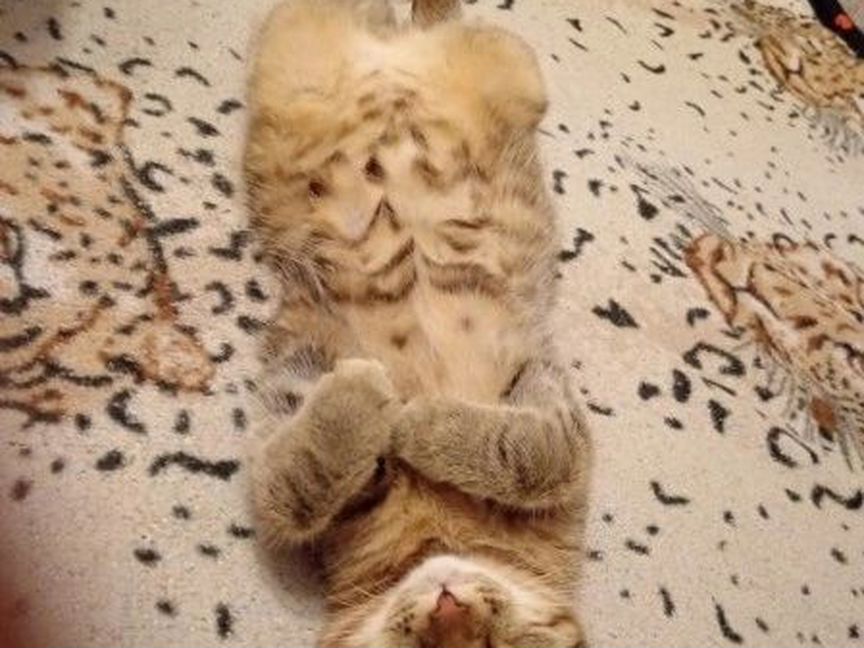 Шотландские вислоухие котята