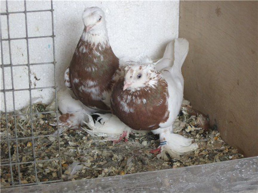 Голубь породистые пара + клетка