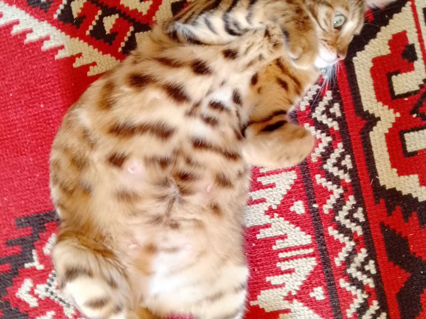Продажа кошек и котят