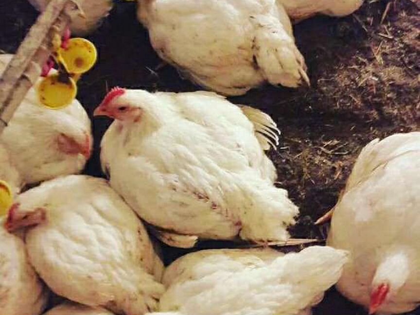 Бройлеры на забой 8 месячные, живой вес 4,5-5кг