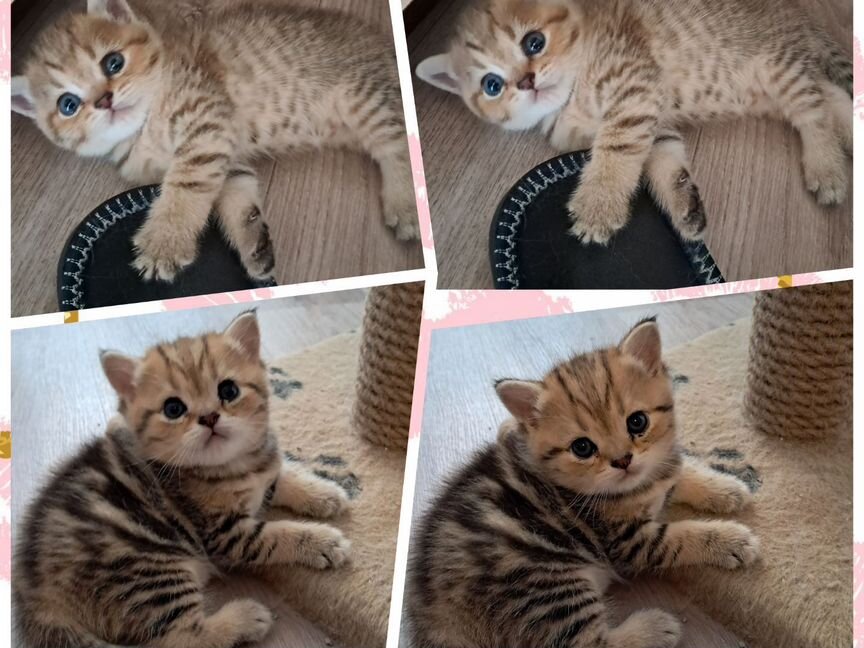 Кошечки красавицы