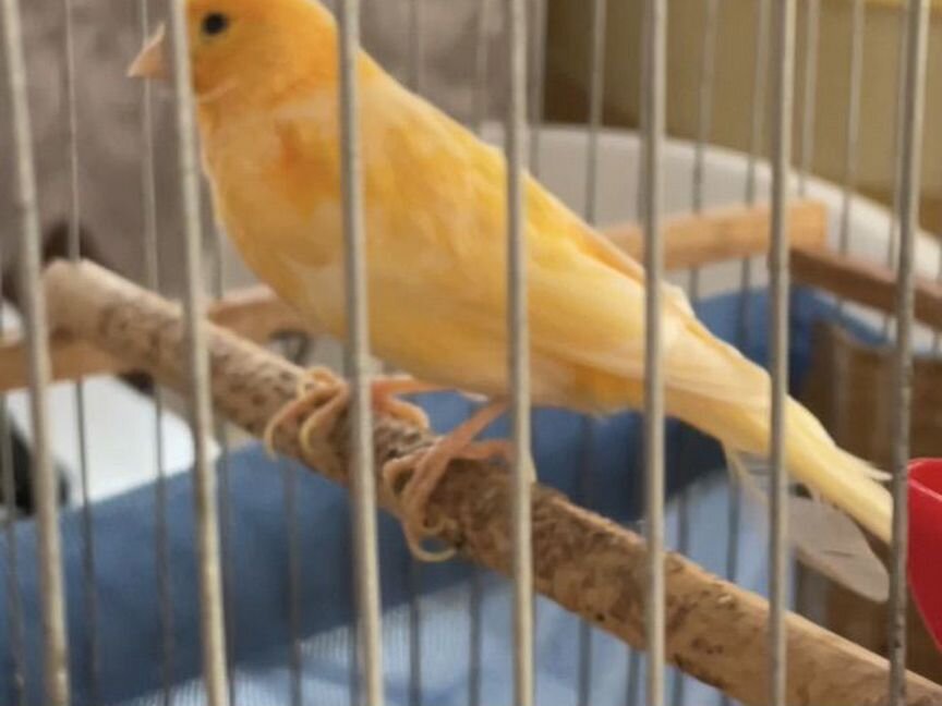 Кенарь 1,5года