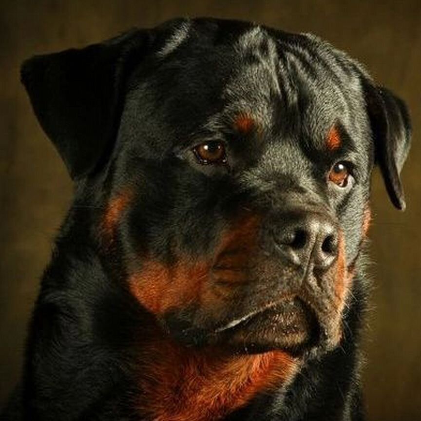 Ротвейлер в добрые руки