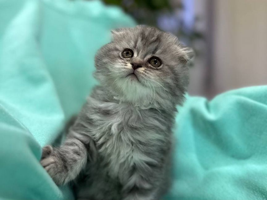 Котята Хайленды