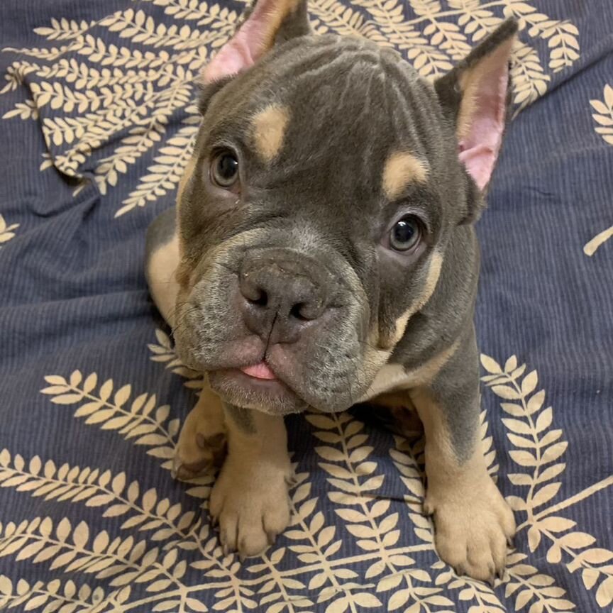 Американский булли