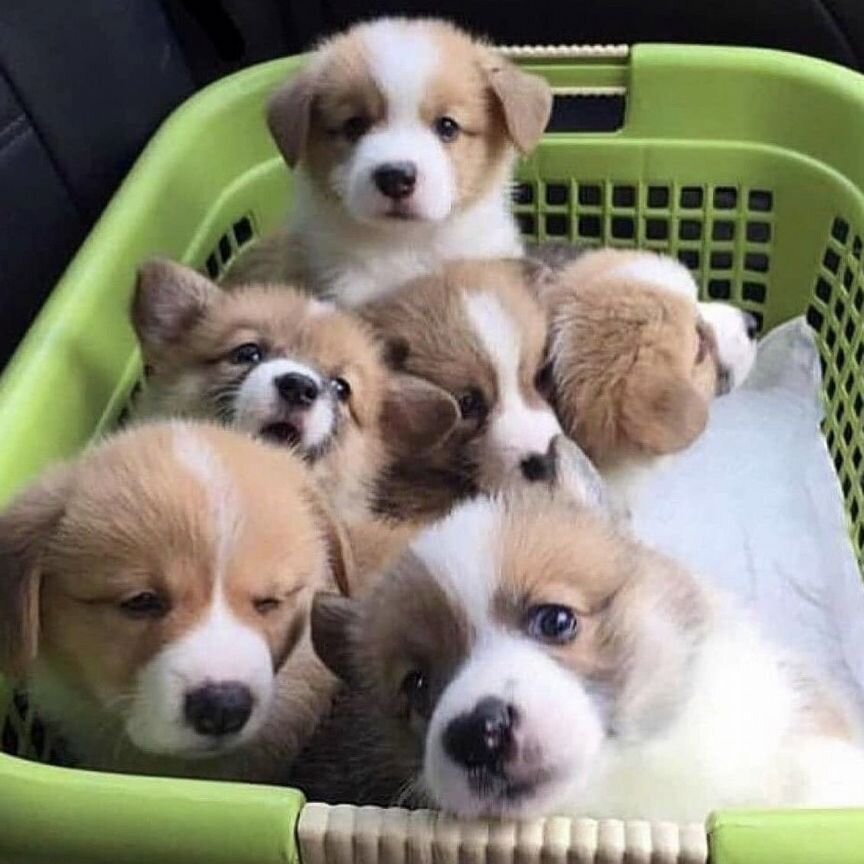 Вельш-корги щенки