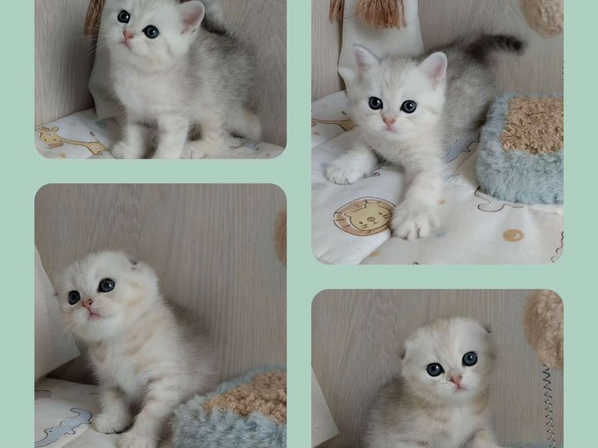 Шотландские котята