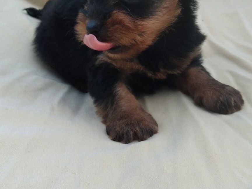 Йорки малыши