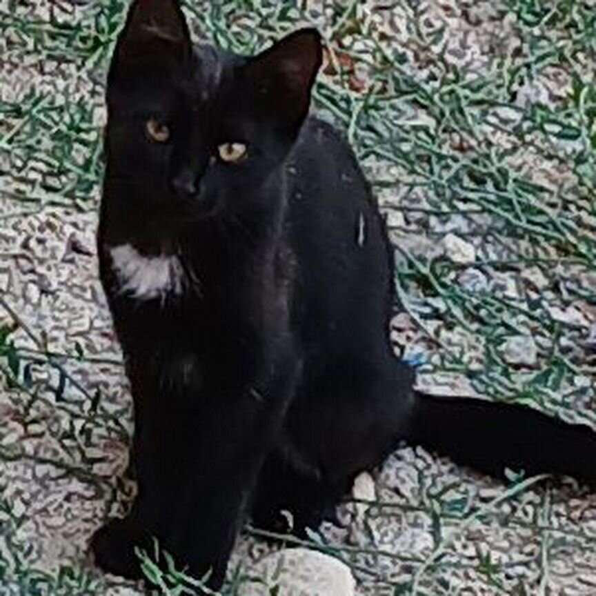 Черный котенок