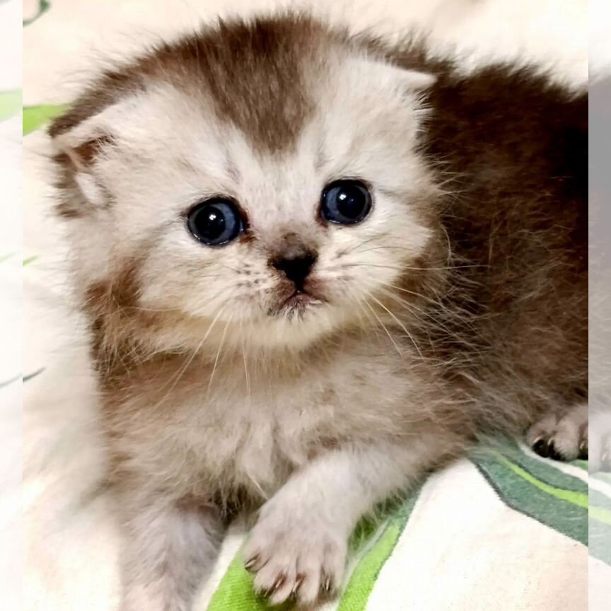 Шотландский вислоухий короткошёрстный котёнок