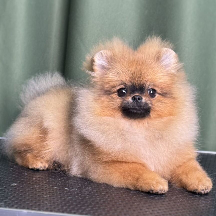 Померанский шпиц, щенок