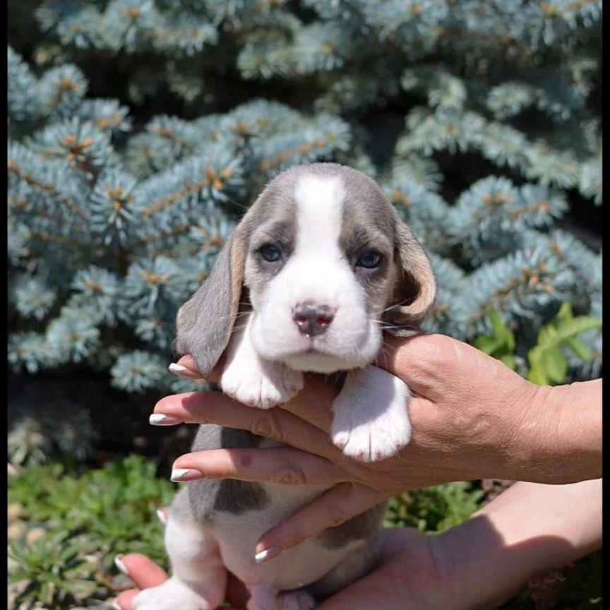 Бигль голубой триколор