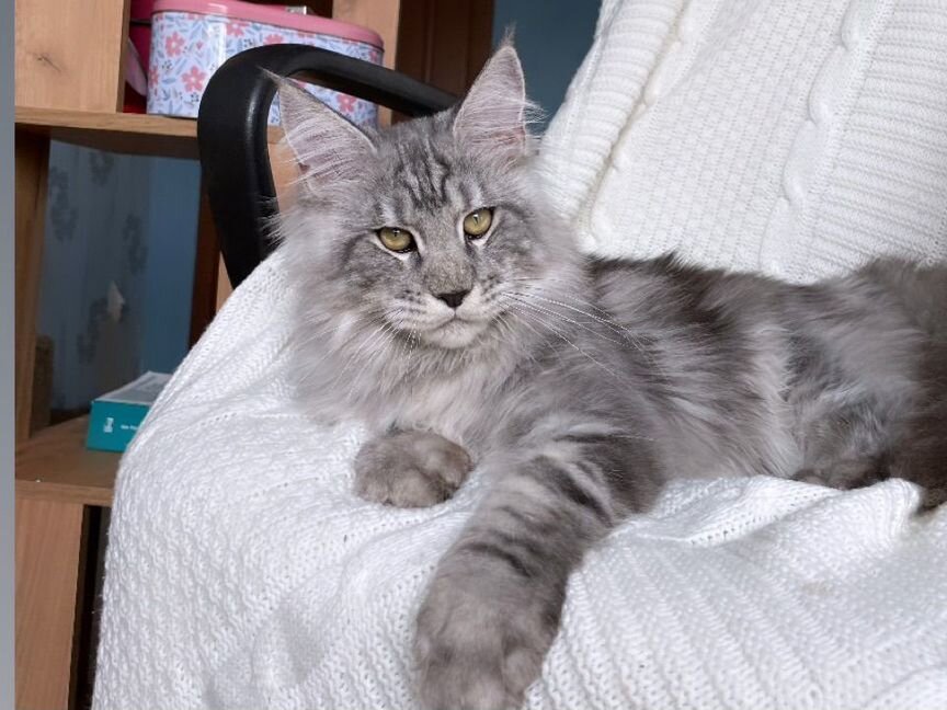 Оскар. Царь дивана и кресел