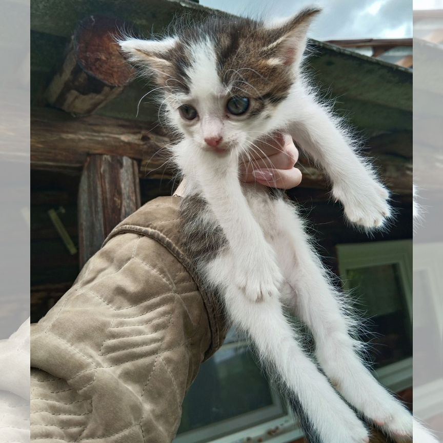 Котёнок в добрые руки