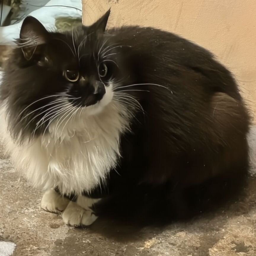 Взрослый кот в добрые руки