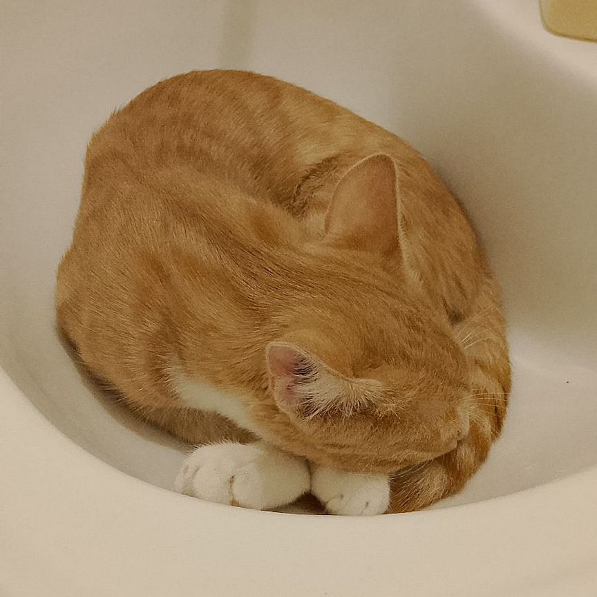 Котики бесплатно