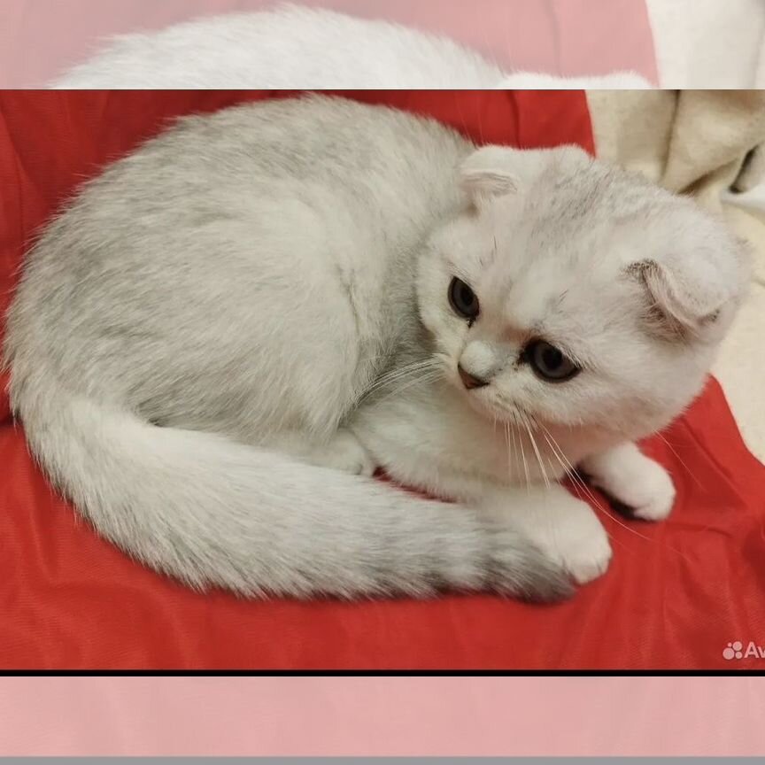 Шотландский вислоухий короткошёрстный котёнок