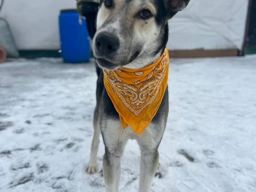 Ушастая обоятельная собака из приюта бесплатно