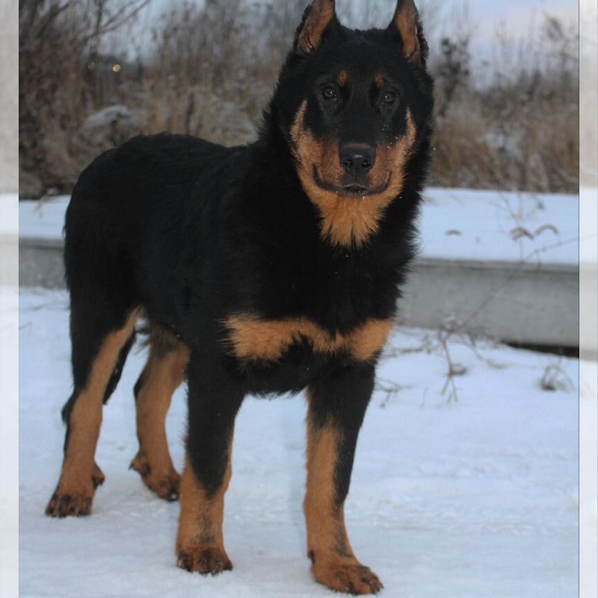 Босерон 4месяца