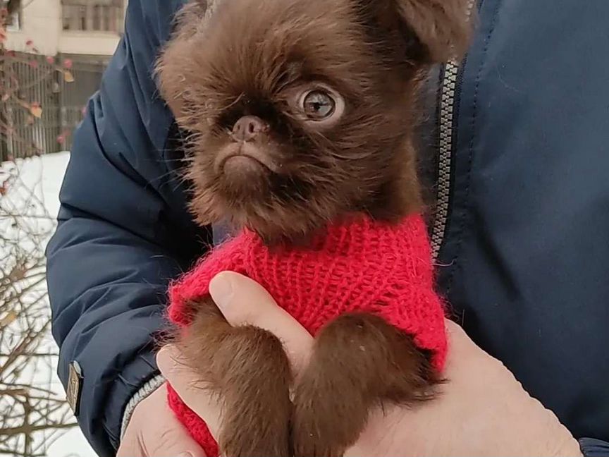 Шоколадный принц