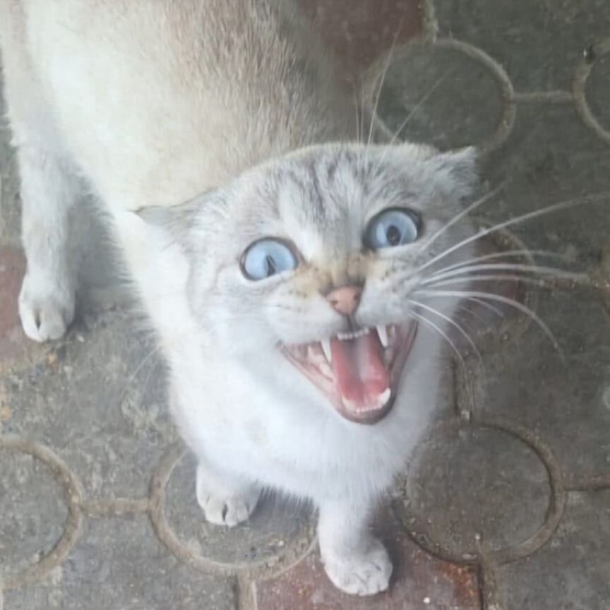 Шотландская кошка живёт на остановке