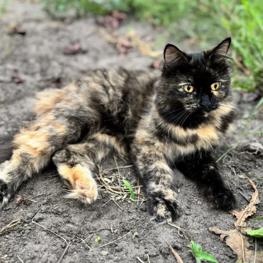 Кошечка в добрые руки