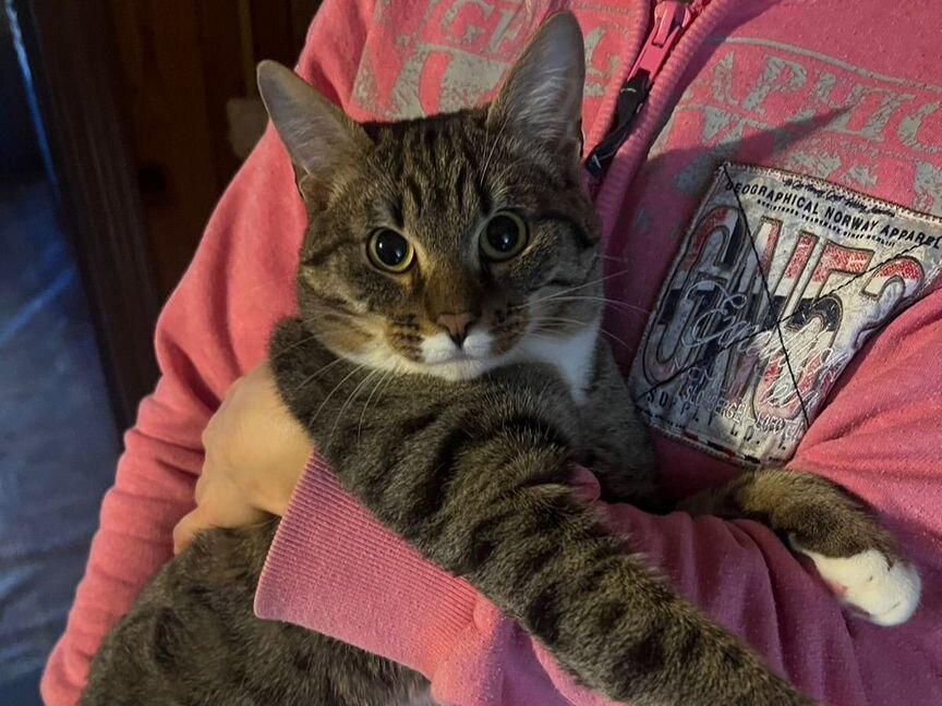 Котенок мальчик ищет дом