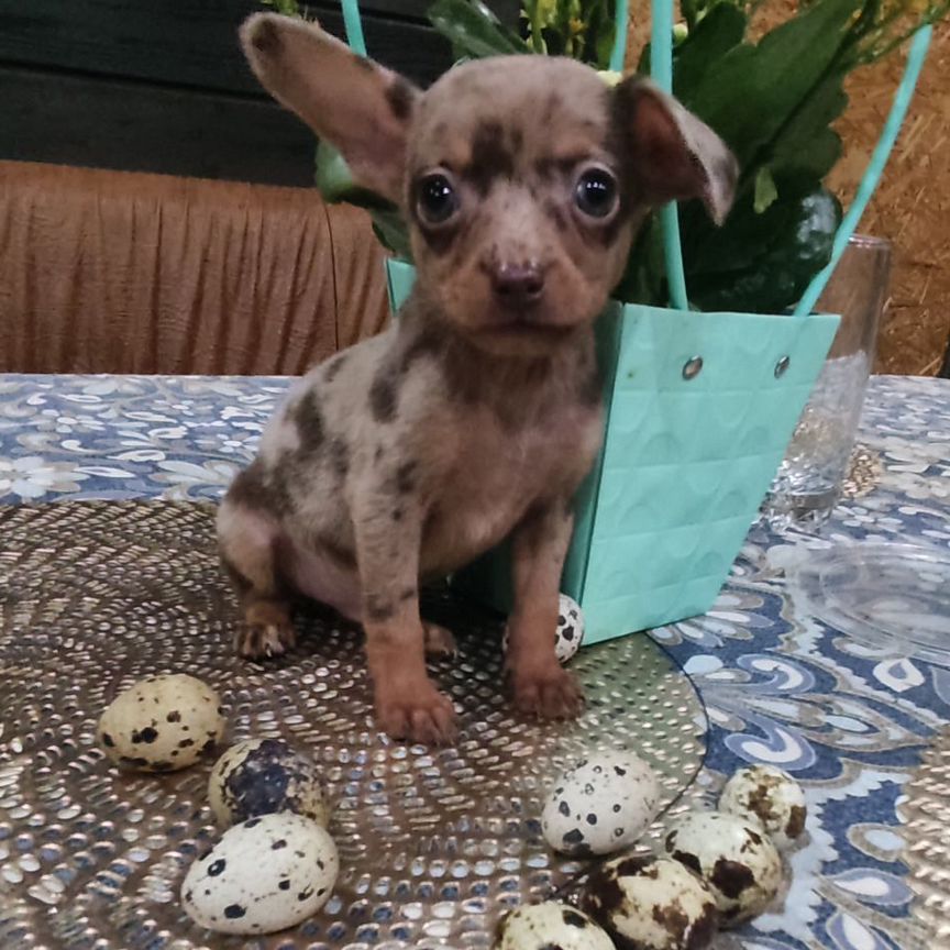 Чихуахуа Мраморный