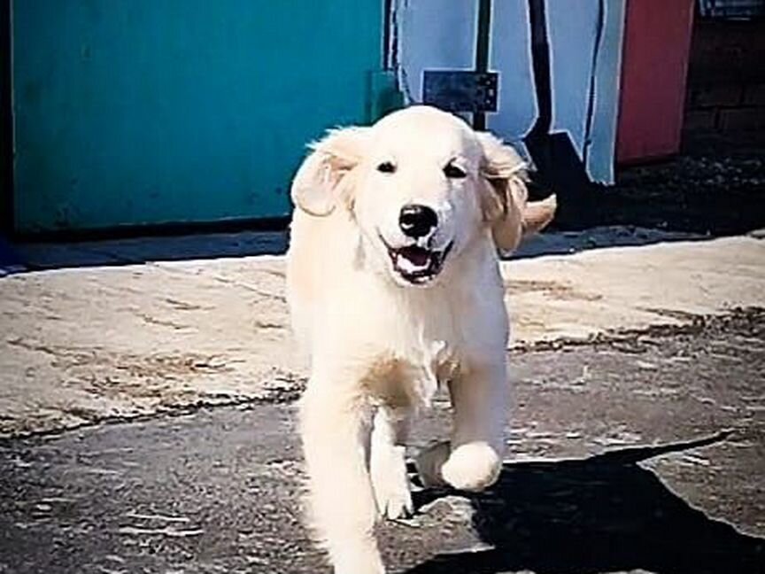 Золотистый ретривер