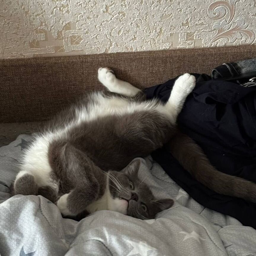 Отдам кота в добрые руки бесплатно