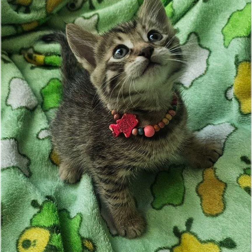 Котёнок в добрые руки