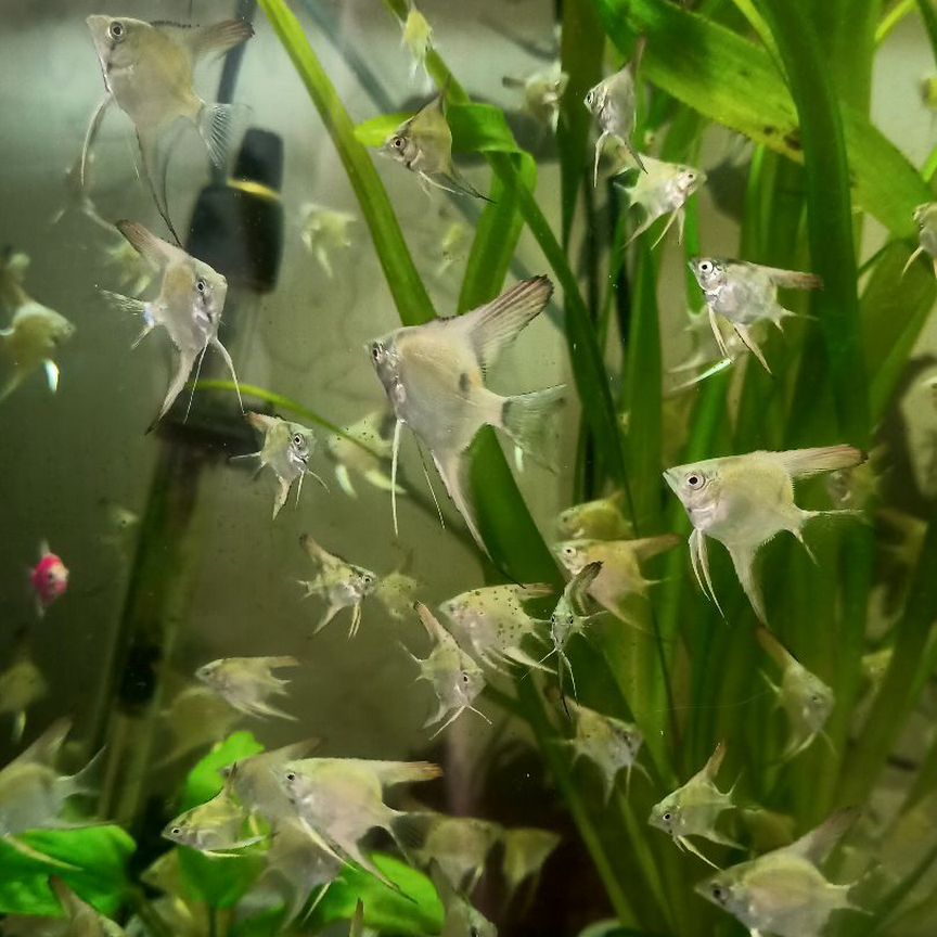 Аквариумные рыбки скалярии, тернеции