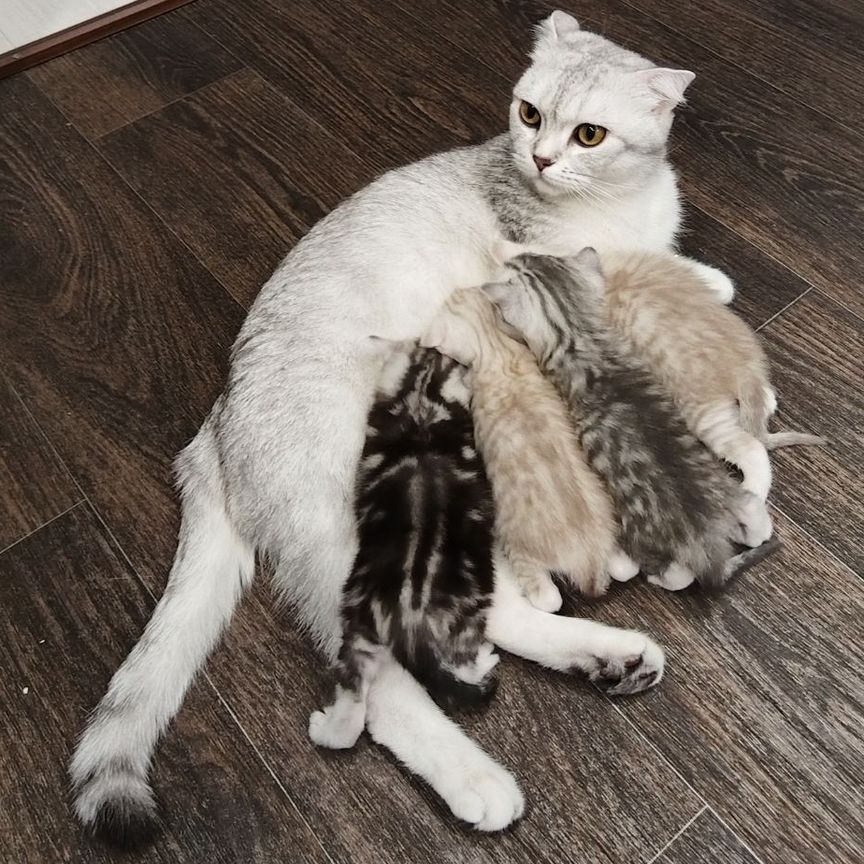 Шотландский вислоухий короткошёрстный котёнок