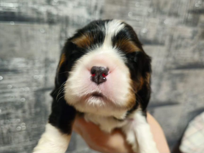 Мальчики ккчс триколор