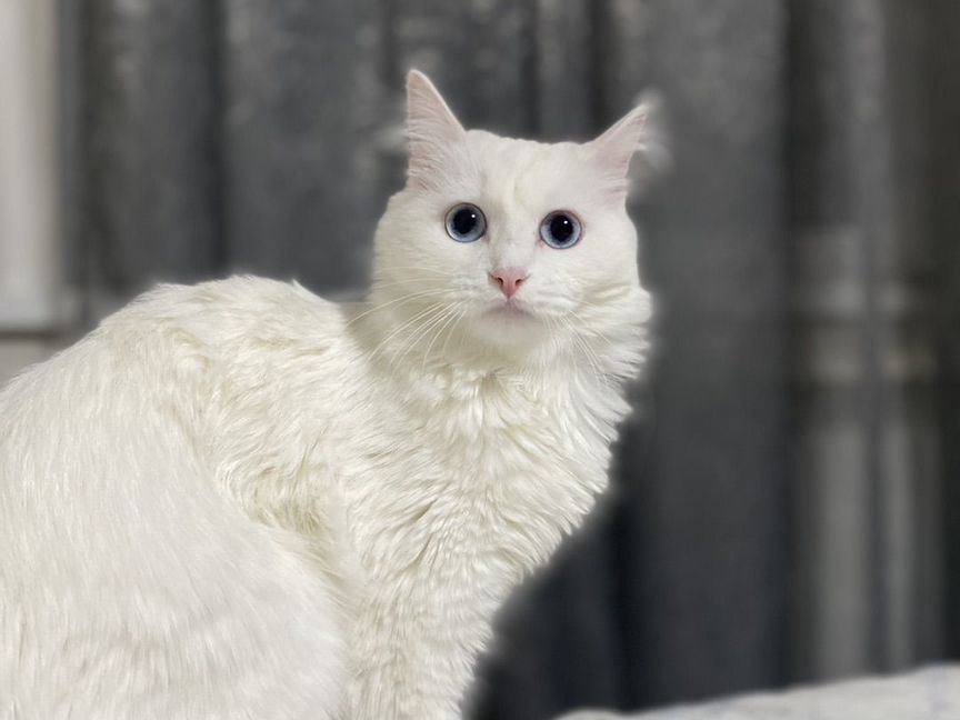 Кошка сиьирская ангора