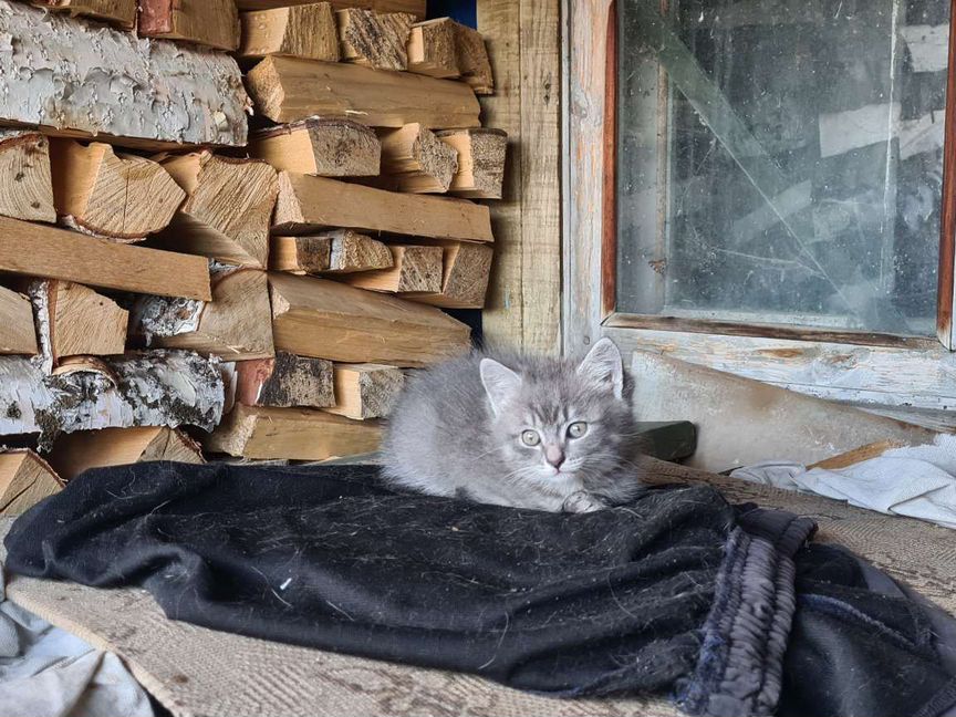 Отдам в хорошие руки котят 1-1,5мес