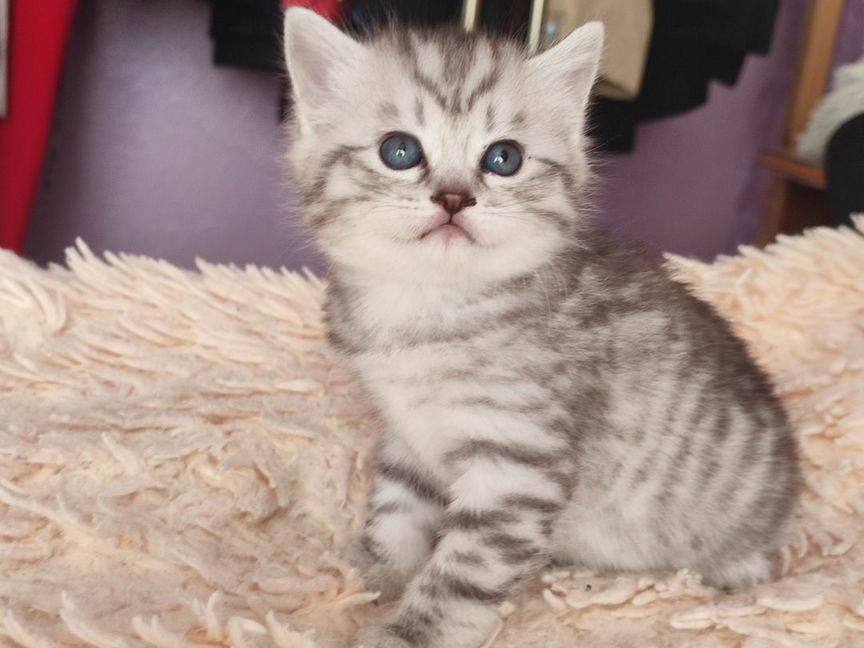 Котята