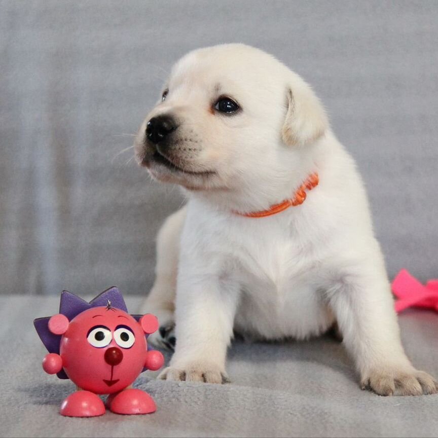 Щенки лабрадора (родословная)