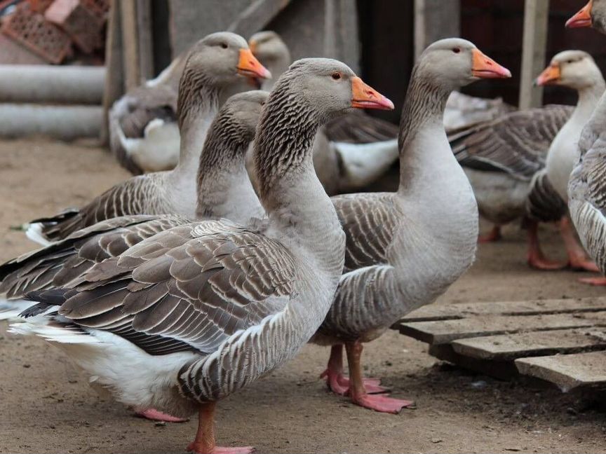 Крупные серые гуси