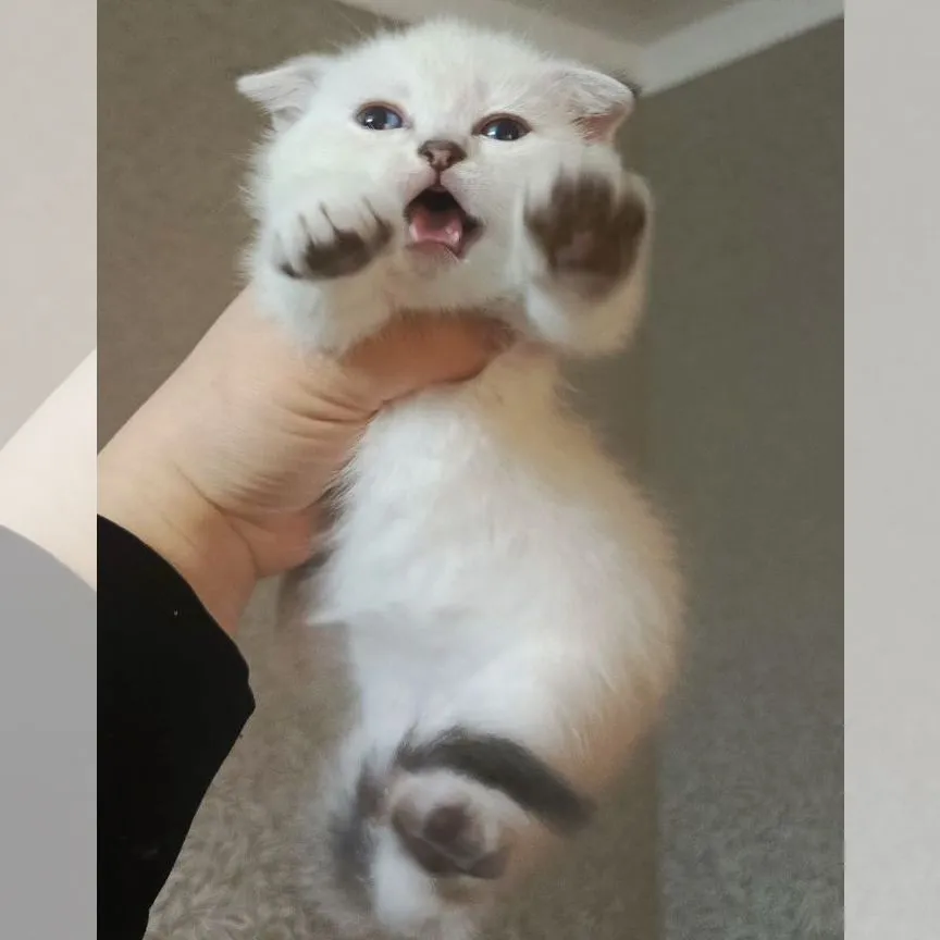 Шотландские котята