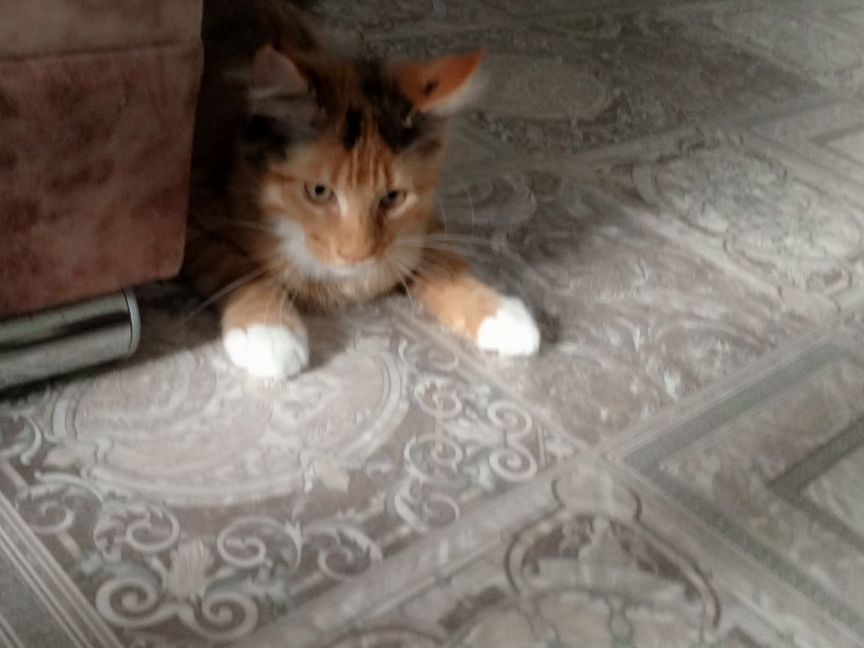 Кошки майкун