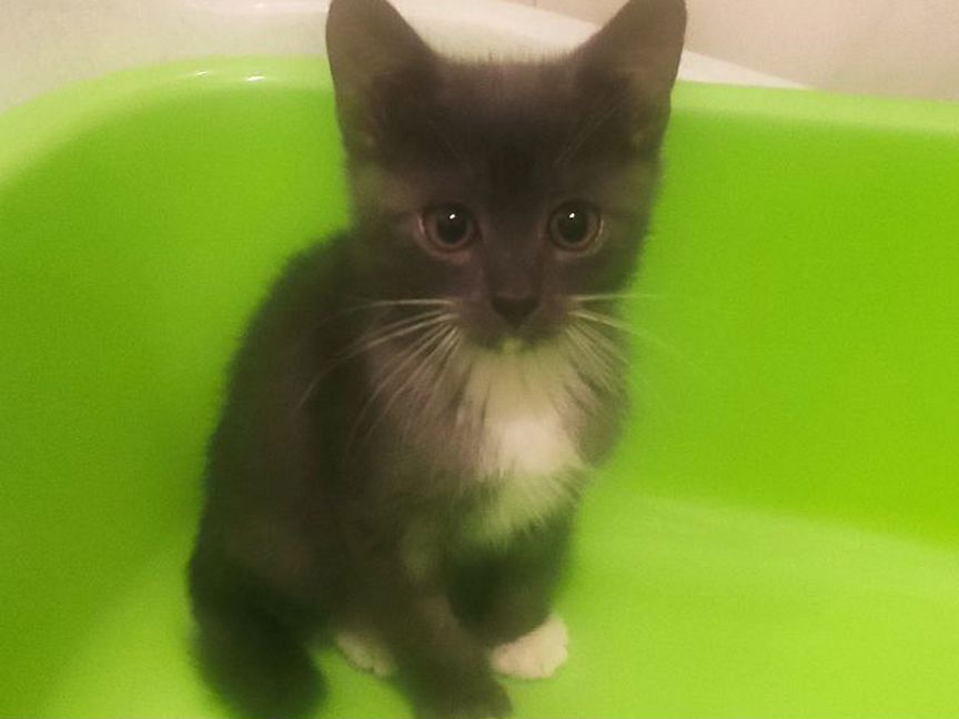 Котята в добрые руки бесплатно