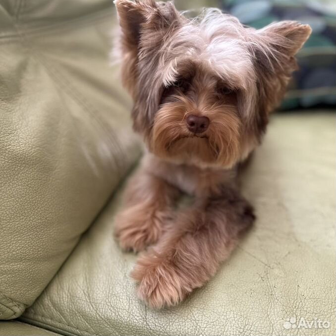 Цветной йорк Шоко Мерле, девочка