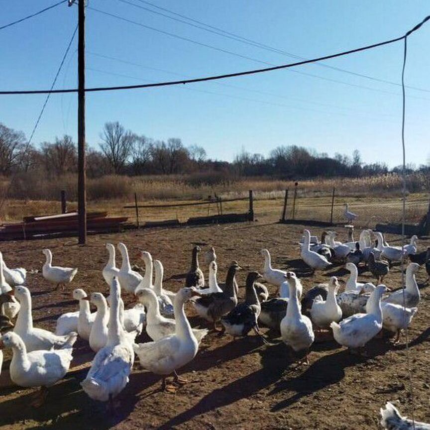 Утки и гуси