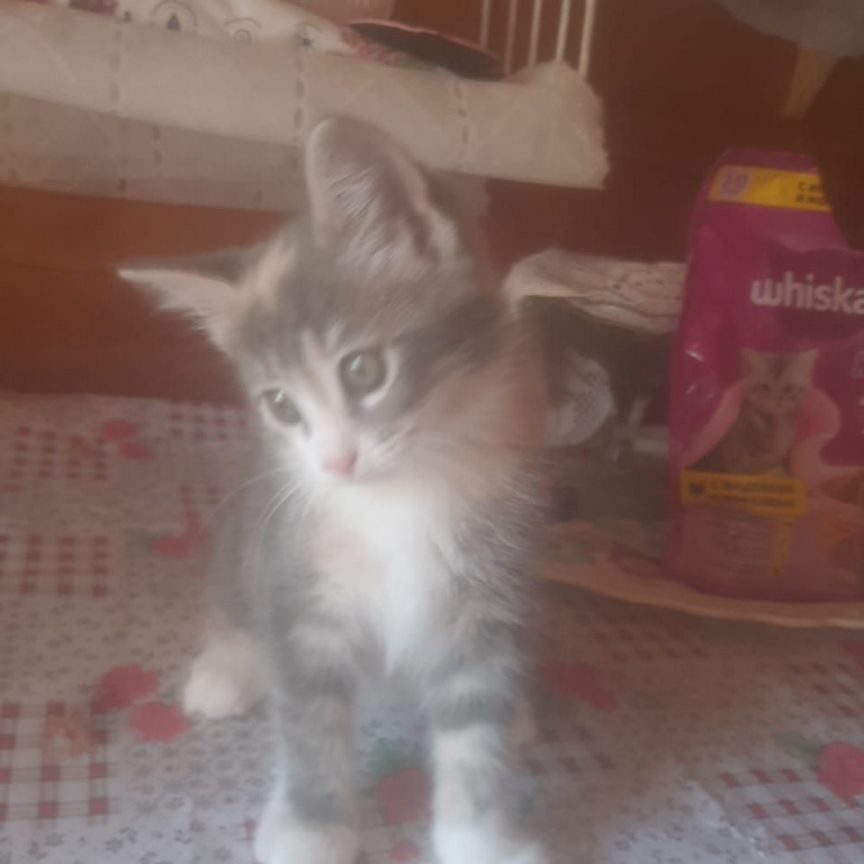Котята в добрые руки бесплатно