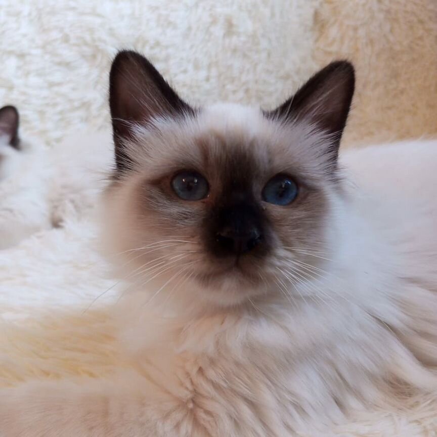 Священная бирма-девочка