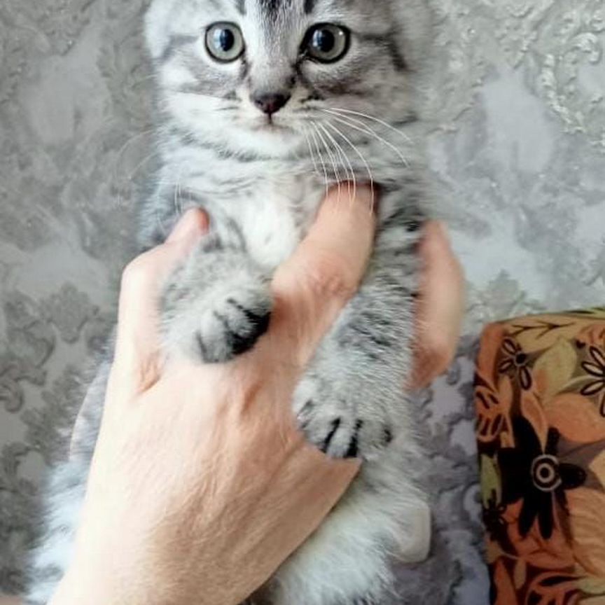 Метис шотландца мальчик