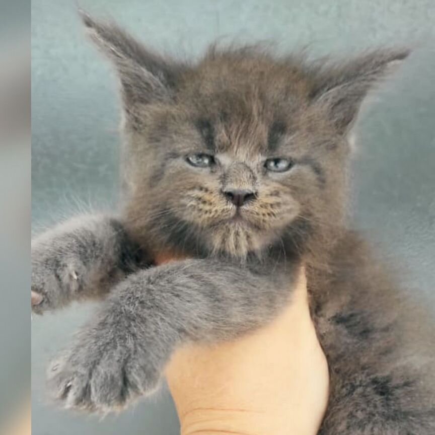 Мейн-кун голубой солид мальчик